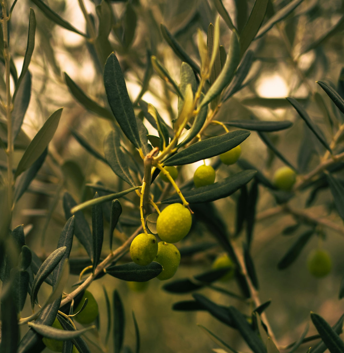 Olive Leaves: A Natural Solution for Immune Support and More | KidsWellness